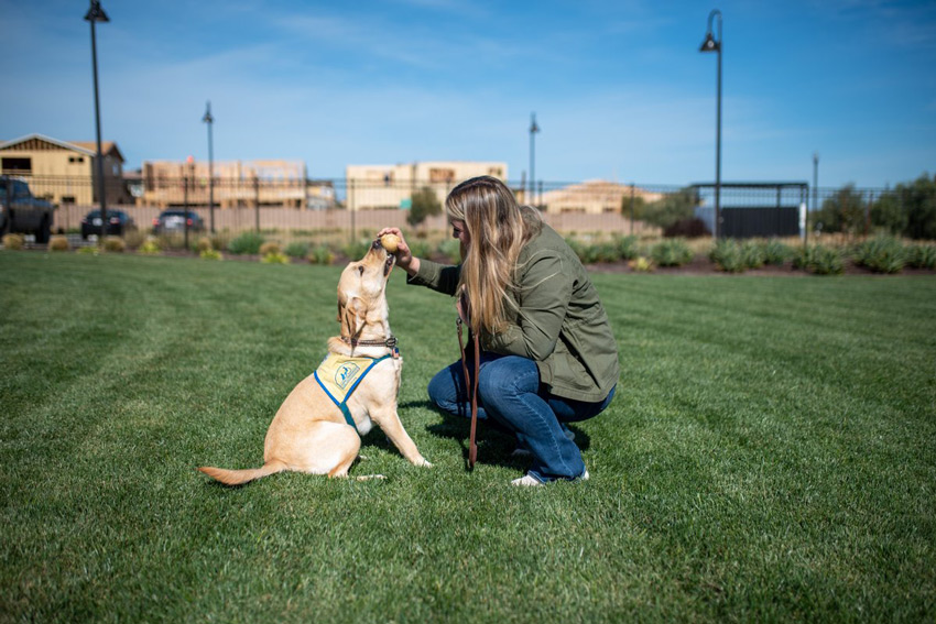 Talk of the Town: Nobu Endo of My Puppy Rocks and The Dog Walker ...